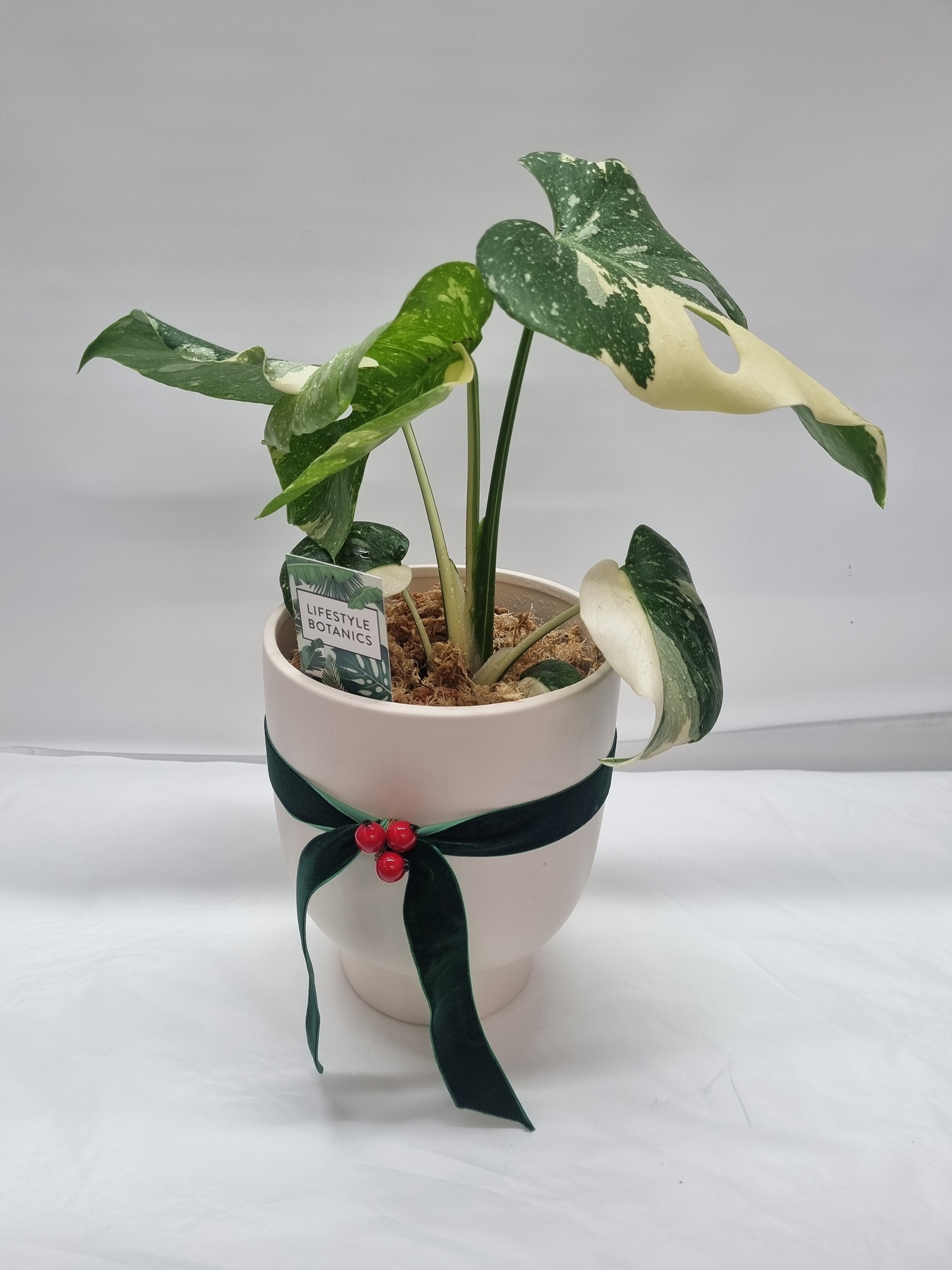 Monstera Thai Constellation Pot Plant – Lovells Flowers Ltd